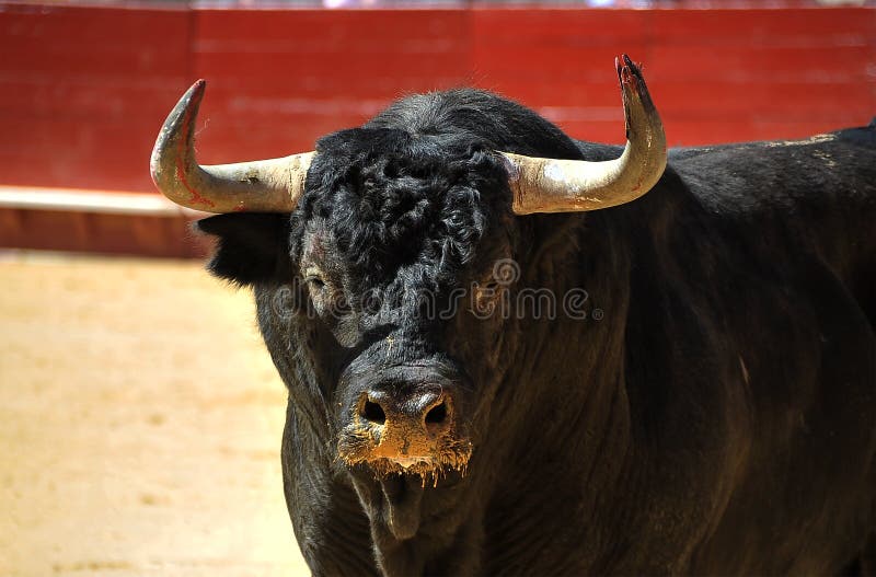 Stier stock foto. Image of lopen, woest, dier, groot - 103500518