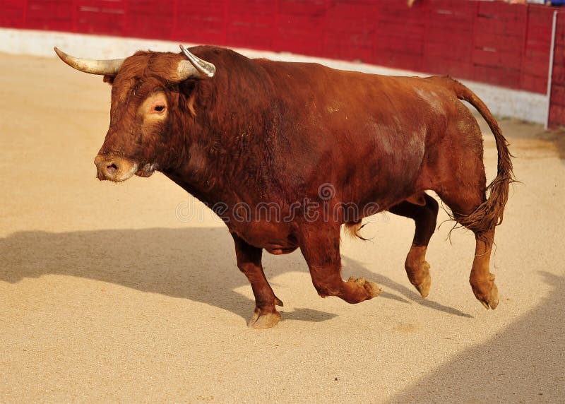 Stier stock foto. Image of gewonnen, lopen, stierengevecht - 103500840