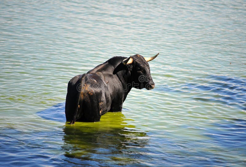 Stier stock foto. Image of woest, spanje, dier, risico - 117640648