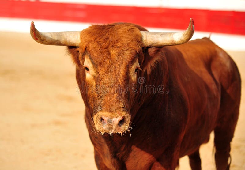 Stier stockfoto. Bild von gewonnen, heftig, bullring - 103501730