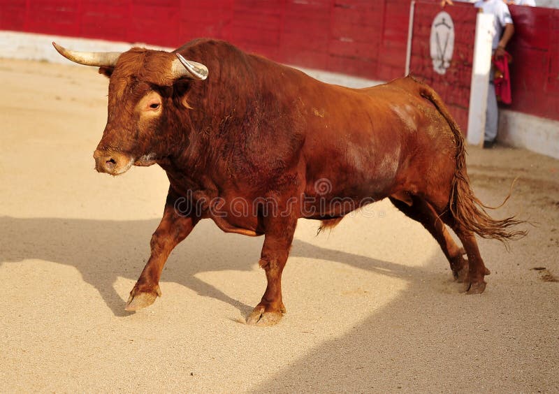 Stier stock afbeelding. Image of wild, lopen, woest - 103501741
