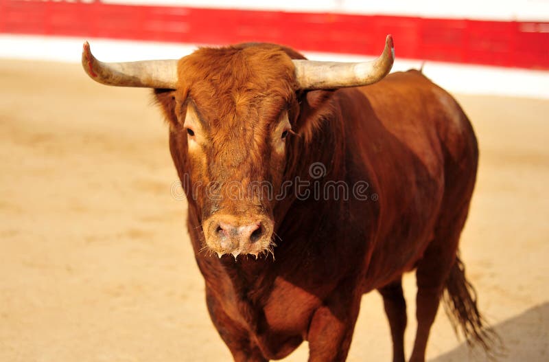 Stier stock afbeelding. Image of wild, hond, gevaar - 103501809