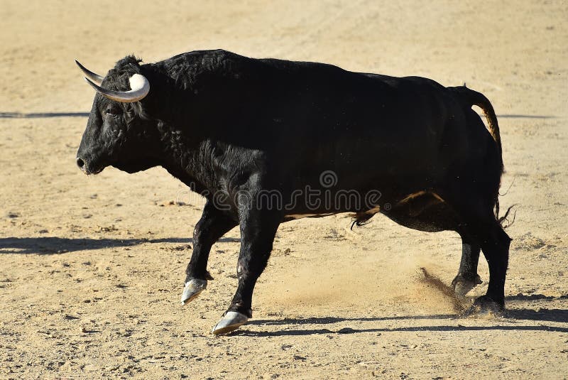 Stier stockfoto. Bild von schwarzes, heftig, kultur - 104714090