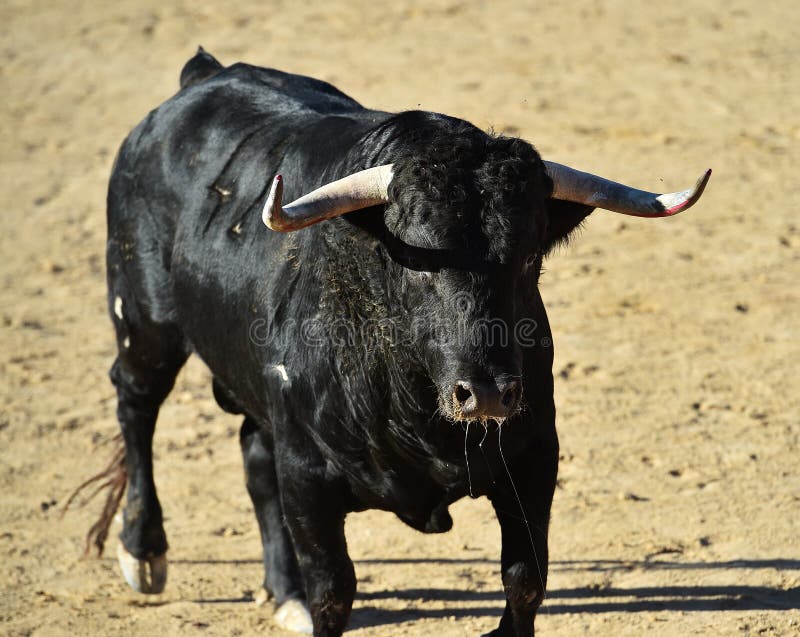 Stier stockfoto. Bild von kultur, wild, geweihe, laufen - 104714198