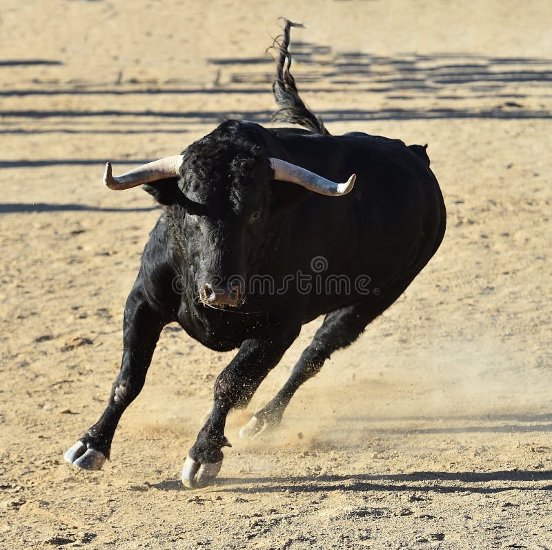 Stier redaktionelles foto. Bild von stier, hupen, laufen - 104714416