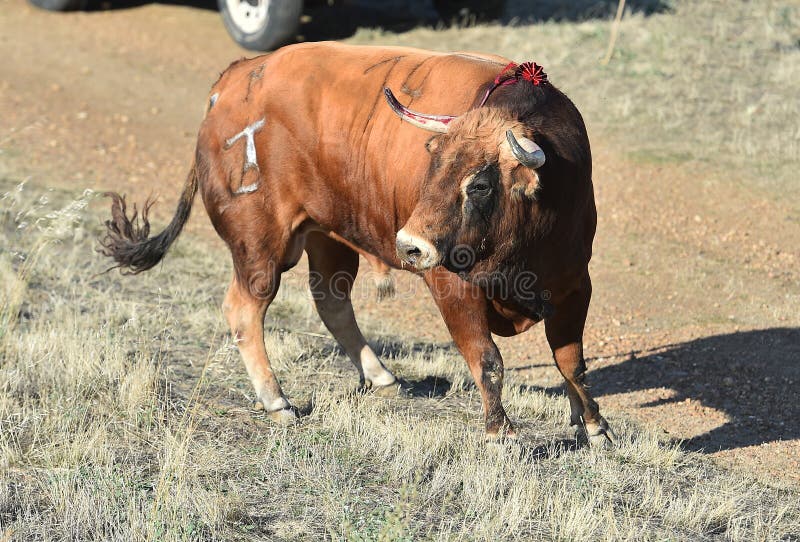 Stier stock foto. Image of dier, hoornen, stierenvechter - 104809204