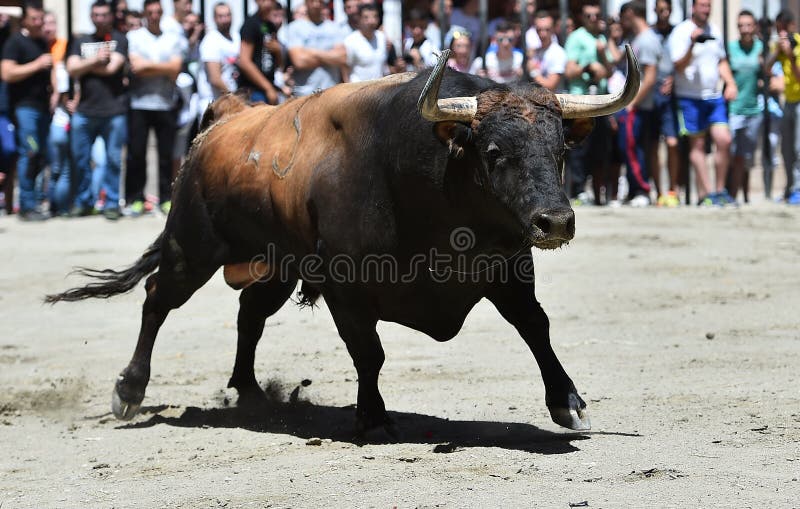Stier stock foto. Image of dier, hevig, dood, hoornen - 105027464