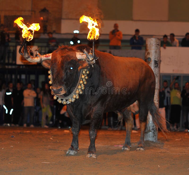Stier redaktionelles stockfoto. Bild von tier, stier - 105659213