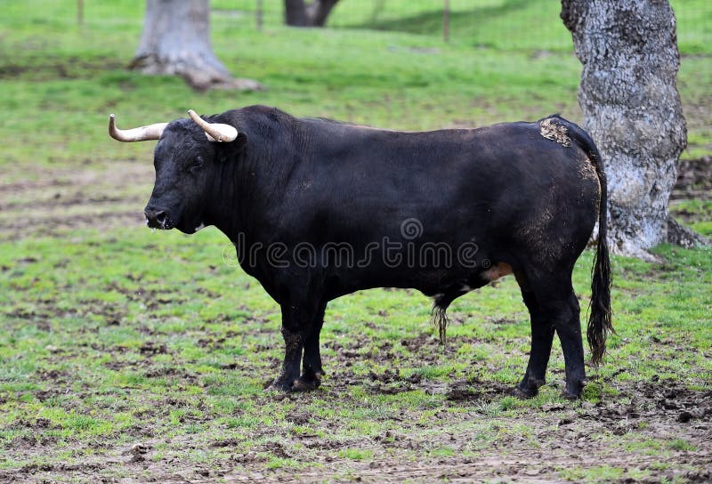 Stier stock foto. Image of woest, spanje, dier, risico - 117640648