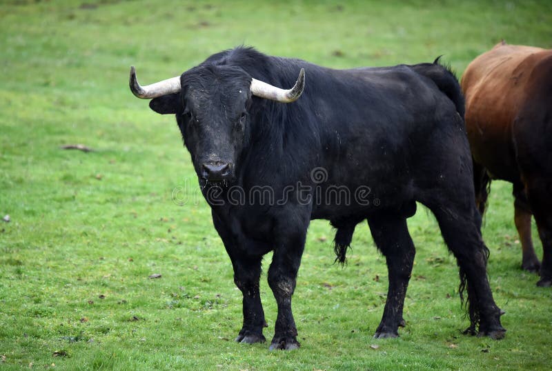 Stier stock foto. Image of dier, risico, tegenstanders - 117641212