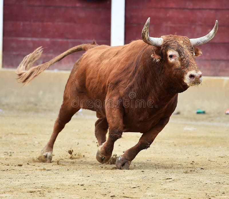 Stier stock foto. Image of spaans, arena, stierenvechten - 91685798