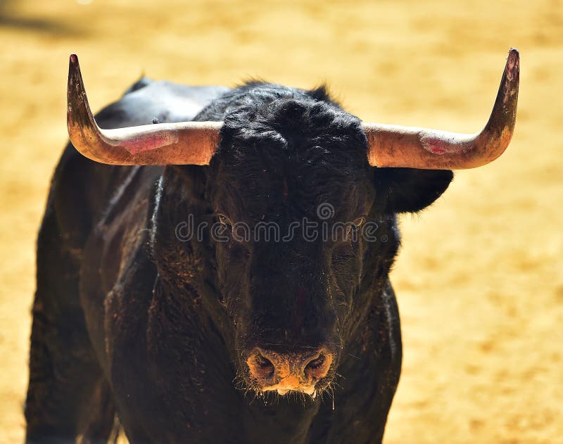 Stier stock foto. Image of spanje, stierenvechten, stier - 91826352