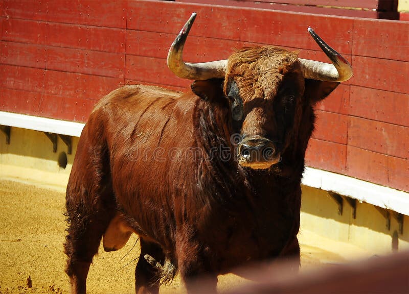 Stier stock afbeelding. Image of bravo, stierenvechter - 92265695