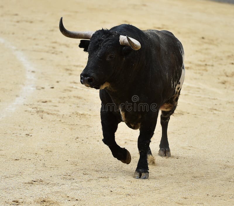 Stier stockfoto. Bild von bullfight, bravo, bullfighter - 94423636