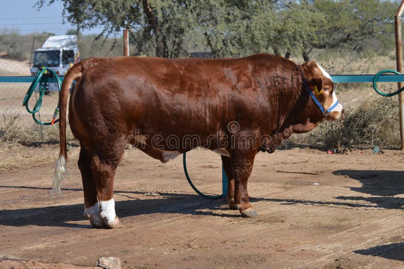 Stier in boerenerf stock foto. Image of riem, binnenlands - 95609086