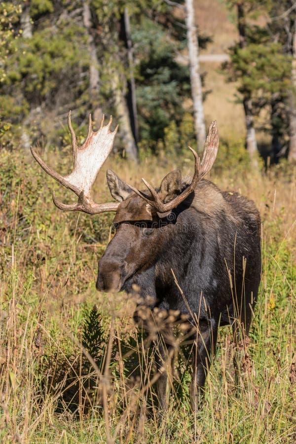 509 Elch Kopf Fotos - Kostenlose und Royalty-Free Stock-Fotos von ...