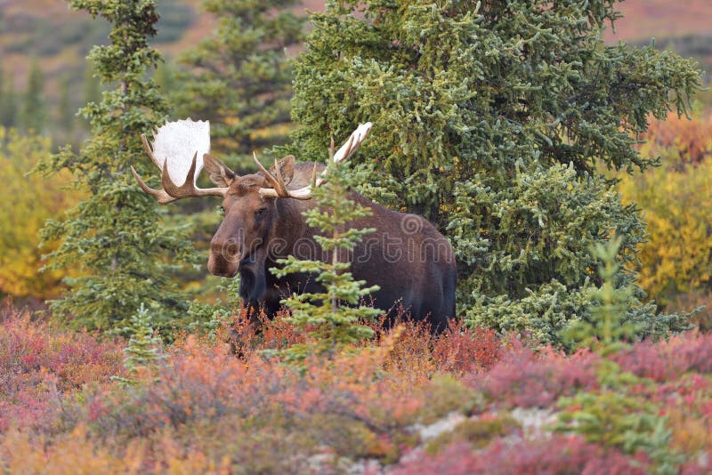 Stier-Elche (Alces Alces) Nationalpark Denali, Alaska Stockbild - Bild ...