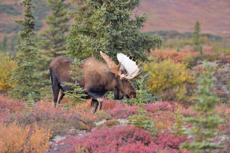 Stier-Elche (Alces Alces) Nationalpark Denali, Alaska Stockbild - Bild ...