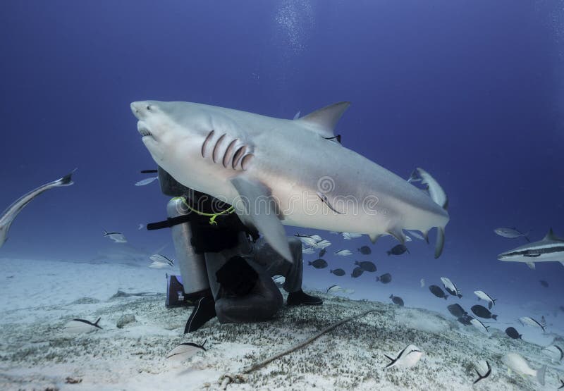 Bull-Haifisch (Zambezi-Haifisch) Stockbild - Bild von taucher, tour ...