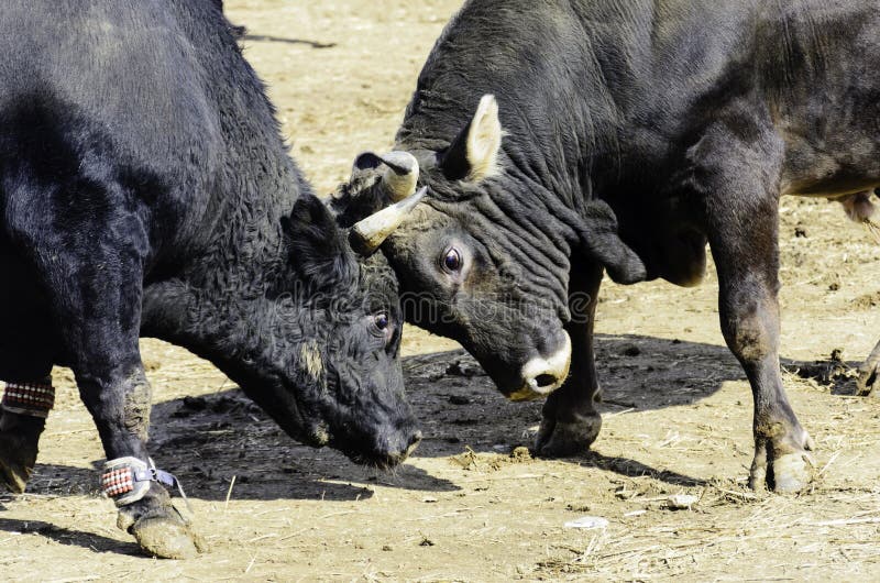 Stier-Kampfarena stockbild. Bild von stierkämpfe, spalten - 34916529