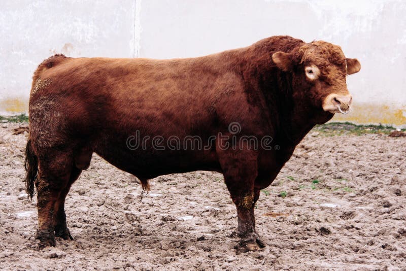 Stier met neusring stock foto. Image of gezicht, ketting - 95611152