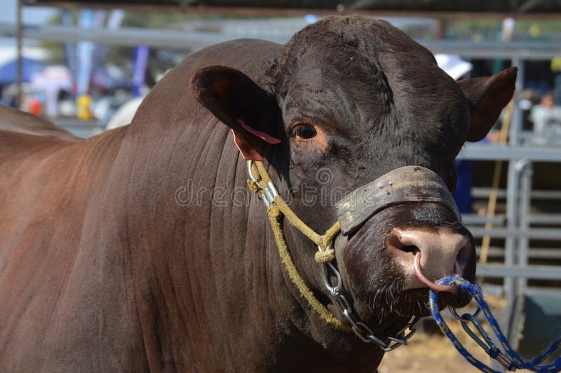 Stier met neusring stock foto. Image of gezicht, ketting - 95611152