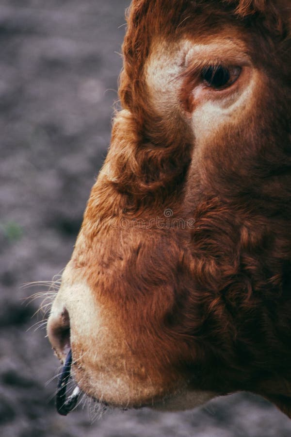 Stier mit Nasenring stockbild. Bild von ackerland, landwirtschaftlich ...