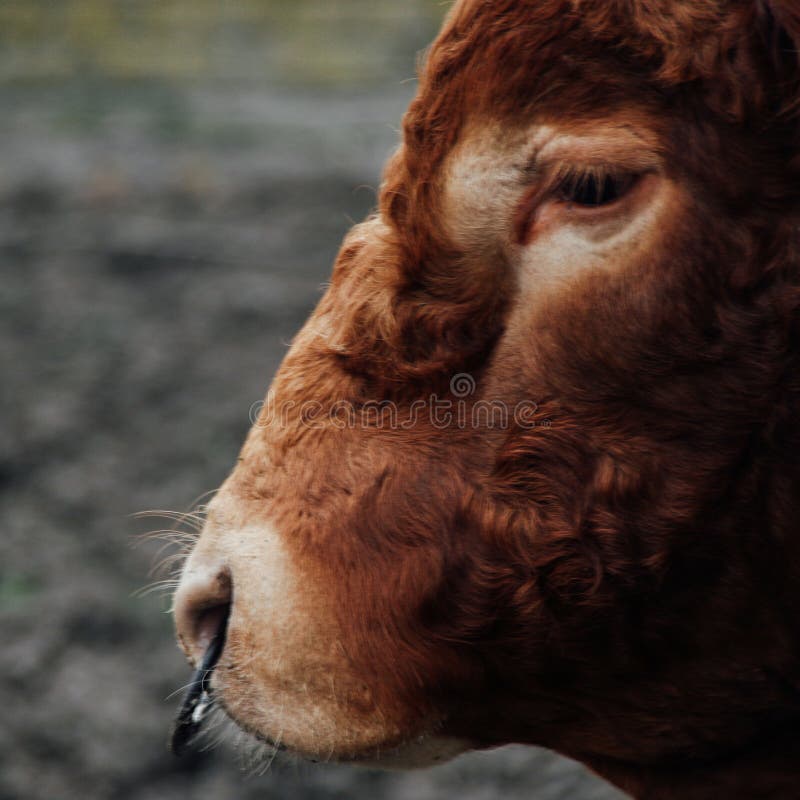 Stier mit Nasenring stockbild. Bild von ackerland, landwirtschaftlich ...