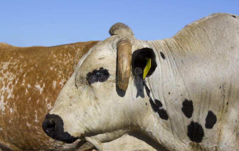 Stier op Landbouwbedrijf stock afbeelding. Image of grijs - 19202507