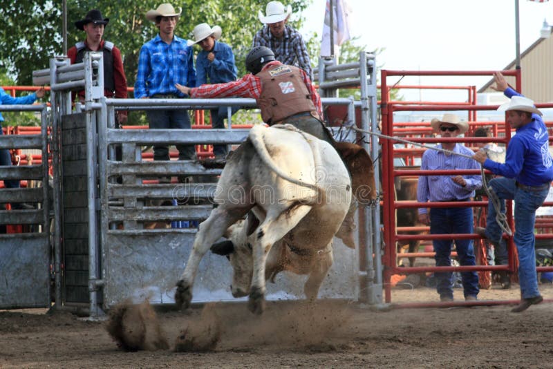 Rodeostier redaktionelles stockfoto. Bild von rodeo, fall - 56514548