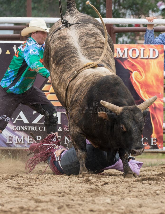 Stier-Reiter im Schmutz redaktionelles bild. Bild von südwestlich ...