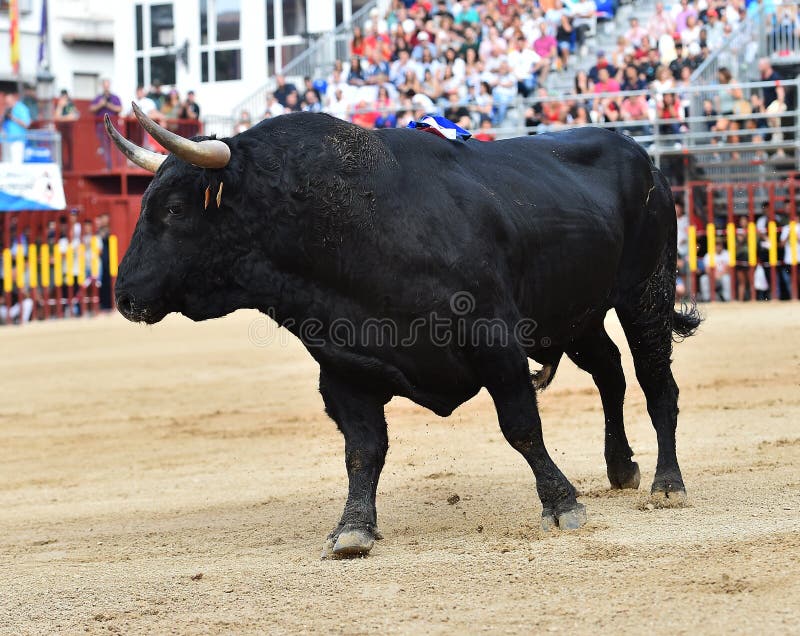 Spanischer Stier stockfoto. Bild von tradition, gefahr - 105878388