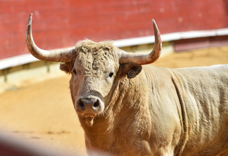 Stier stock afbeelding. Image of dier, spanje, risico - 101860661