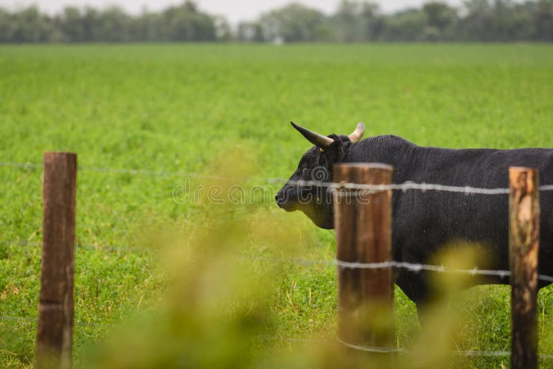 Stier Von Camargue Auf Dem Gebiet Stockfoto - Bild von grau, mähne ...