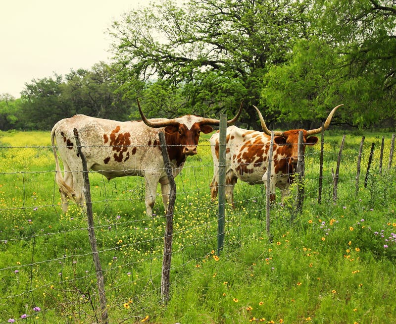 Stiere stockfoto. Bild von hügel, land, felder, stacheldraht - 64926074