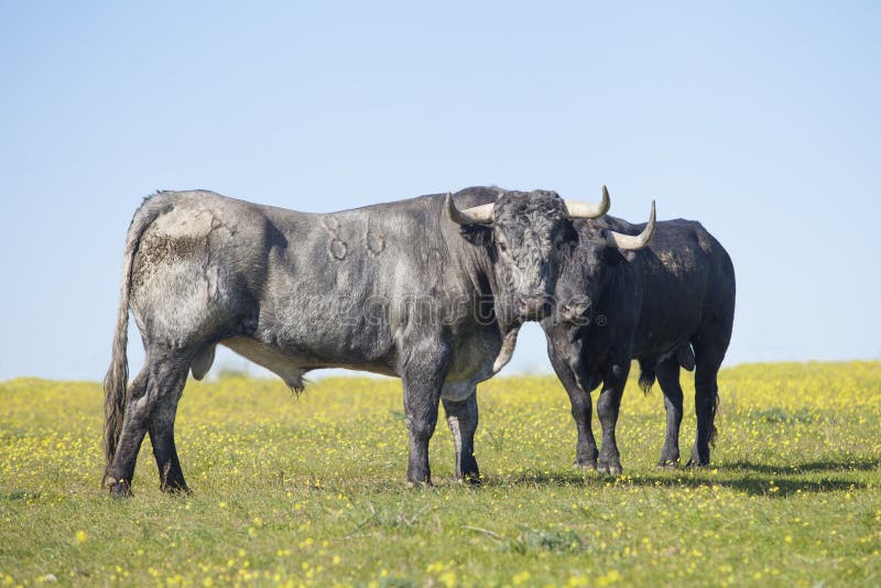 Stiere auf einem Gebiet stockfoto. Bild von landwirtschaft - 69355862