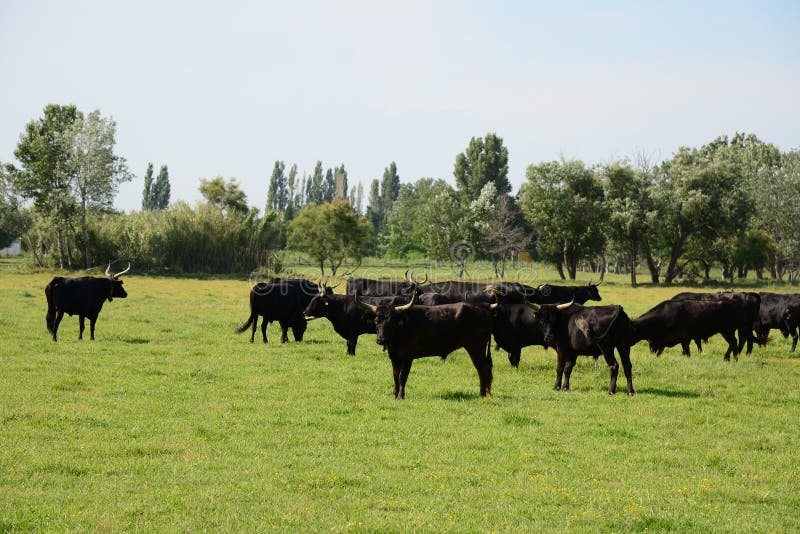 Stiere in Camargue stockfoto. Bild von tier, zoologie - 25723210