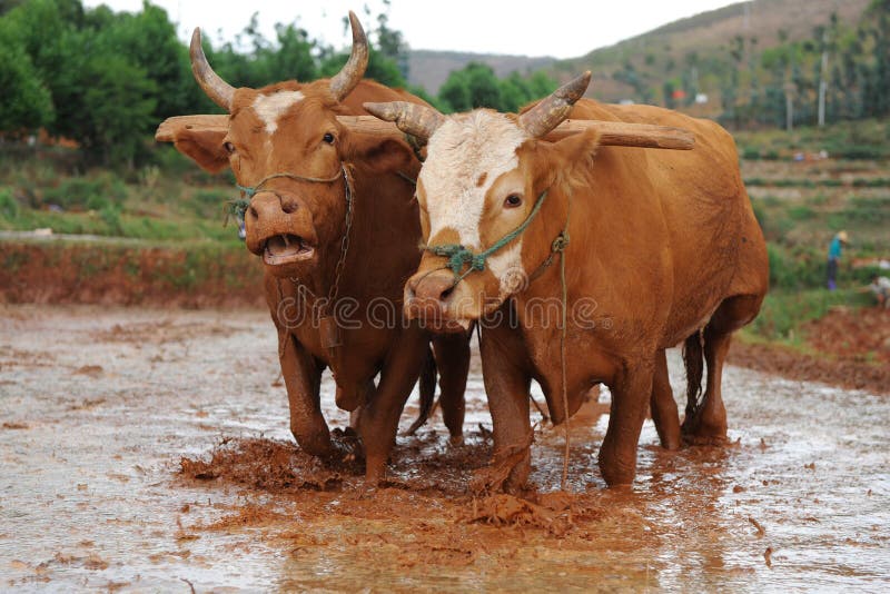 Stiere, Die an Dem Land Arbeiten Stockbild - Bild von indonesien, feld ...