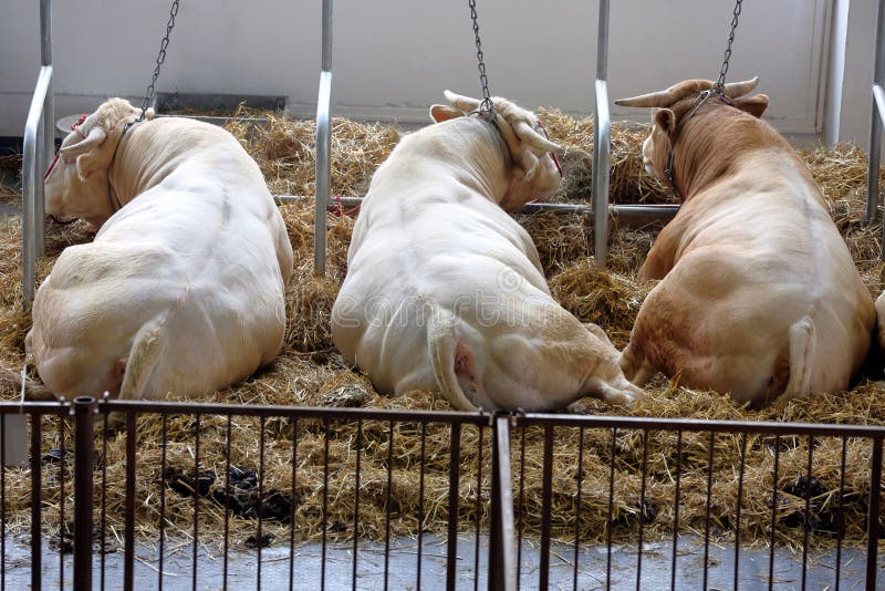 Stiere Im Stall Auf Bauernhof Stockfoto - Bild von gebäude ...