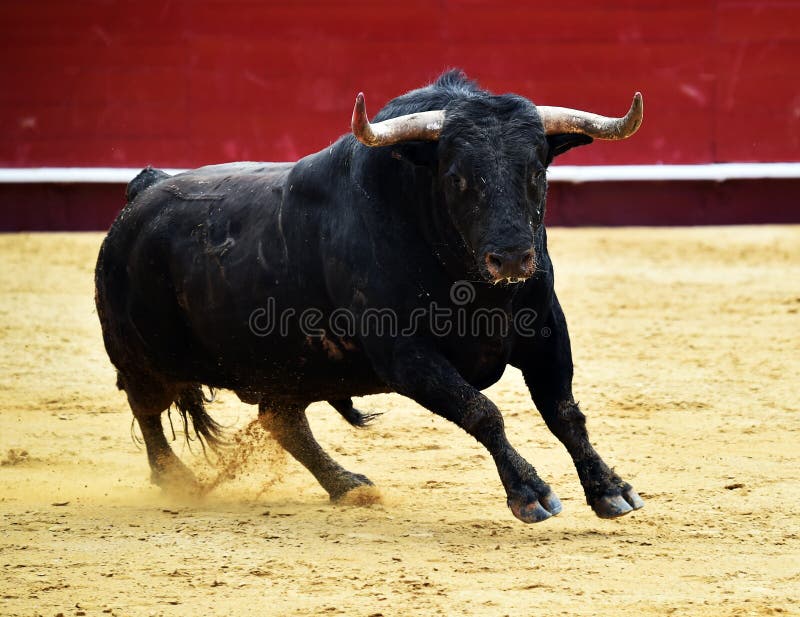 Stiere in Spanien stockfoto. Bild von säugetier, grün - 116037120
