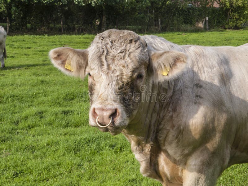 Stieren` S Hoofd Met Neusring Stock Foto - Image of charolais ...