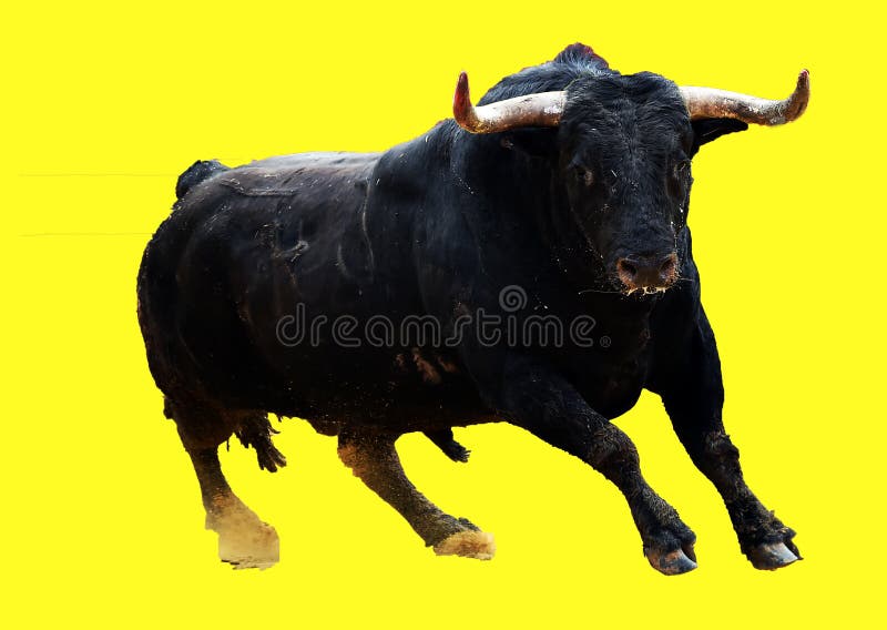 Stieren in Spanje stock foto. Image of stierengevecht - 116037120