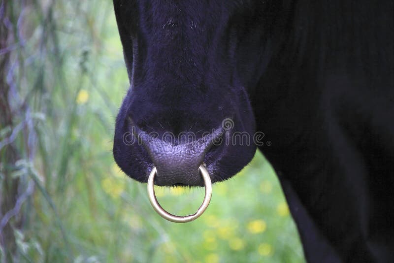 Stier mit Nasenring stockbild. Bild von schwarzes, mast - 104237501