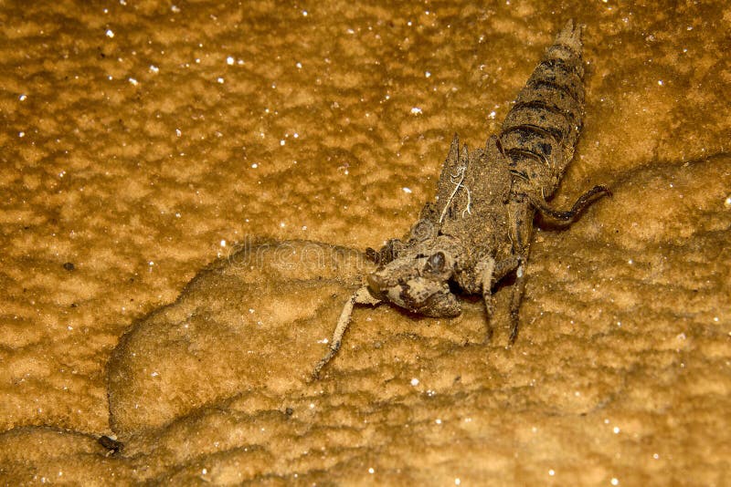 Stiff Dead Insect from Cave Stock Photo - Image of formica, cave: 103450344