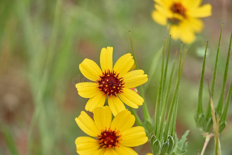 Stiff Greenthread Flower Close Up. Springtime in Texas Stock Image ...