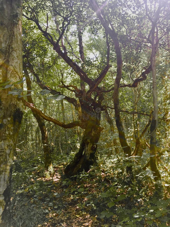 Stiffened Vines Stock Photos - Free & Royalty-Free Stock Photos from ...