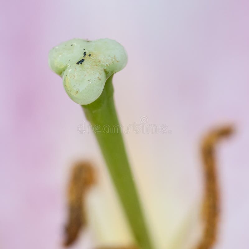 Stigma stock photo. Image of flora, pink, stigma, lily - 28192178