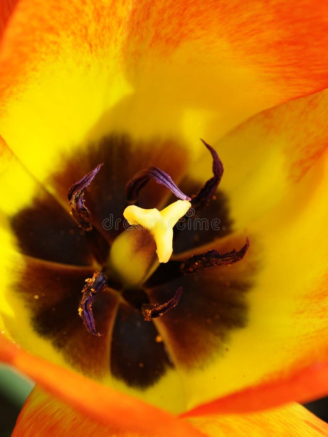 Stigma and anther stock image. Image of reproduction - 64750237