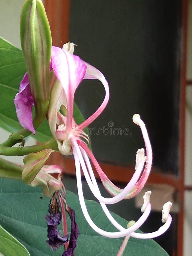 Orchid Flower of Orchid Tree Stock Photo - Image of orchid, stigma ...