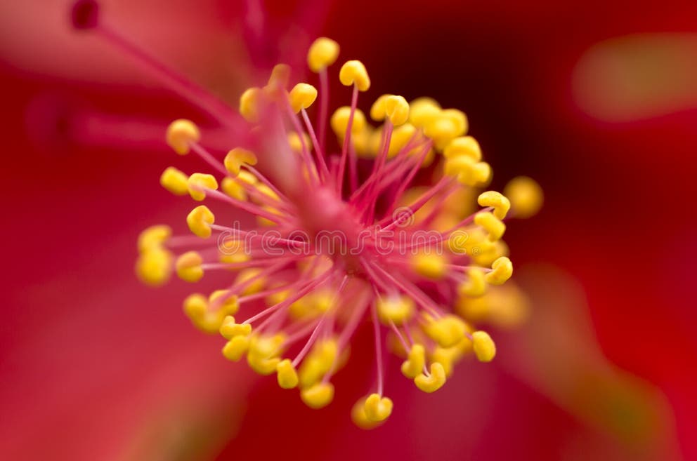 Stigma of flower stock image. Image of macro, plant, barckground - 87646059